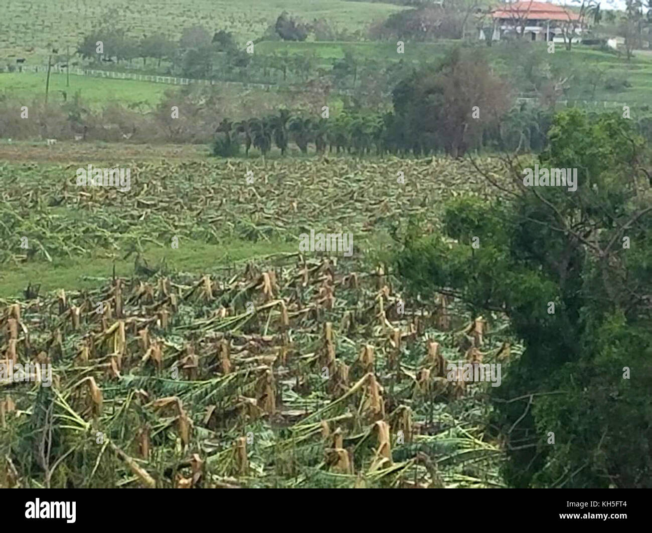 Hurricane maria crop damage hi-res stock photography and images - Alamy