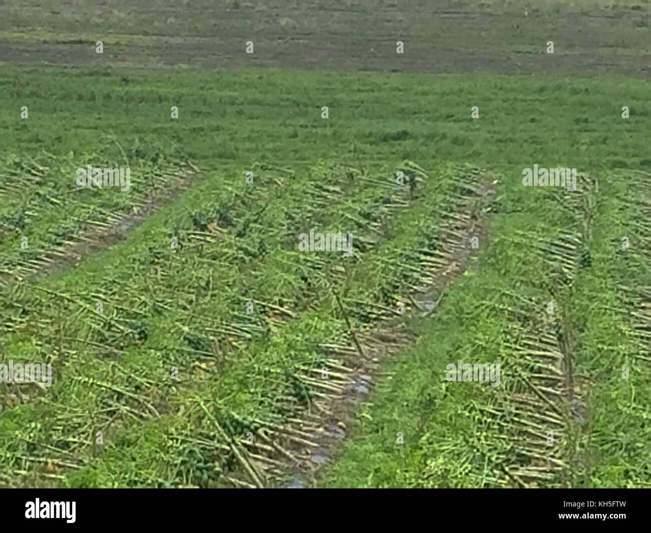 Hurricane Maria crop damage on Puerto Rico. Photo by PR Depat of ...