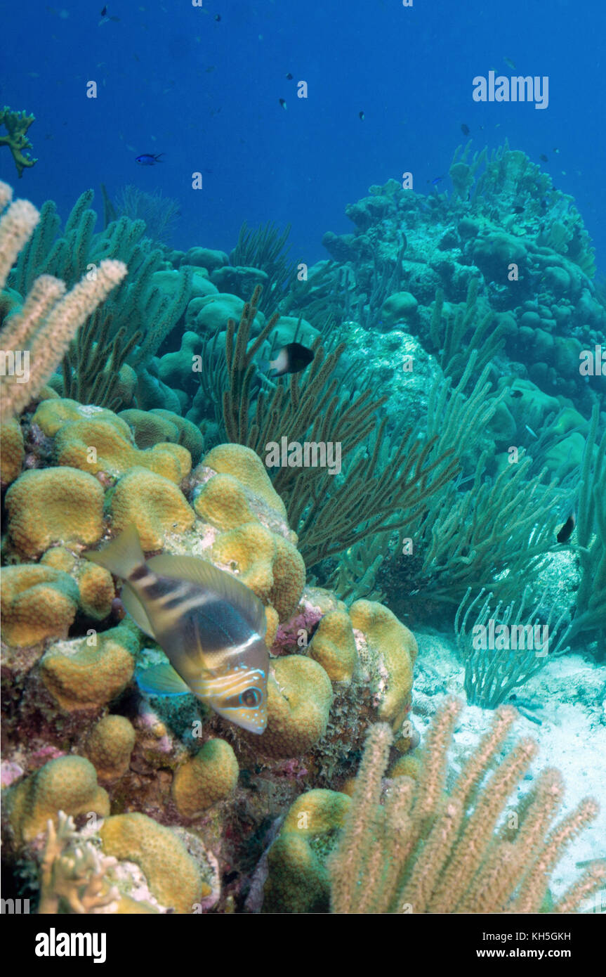 Hamlet fish hi-res stock photography and images - Alamy