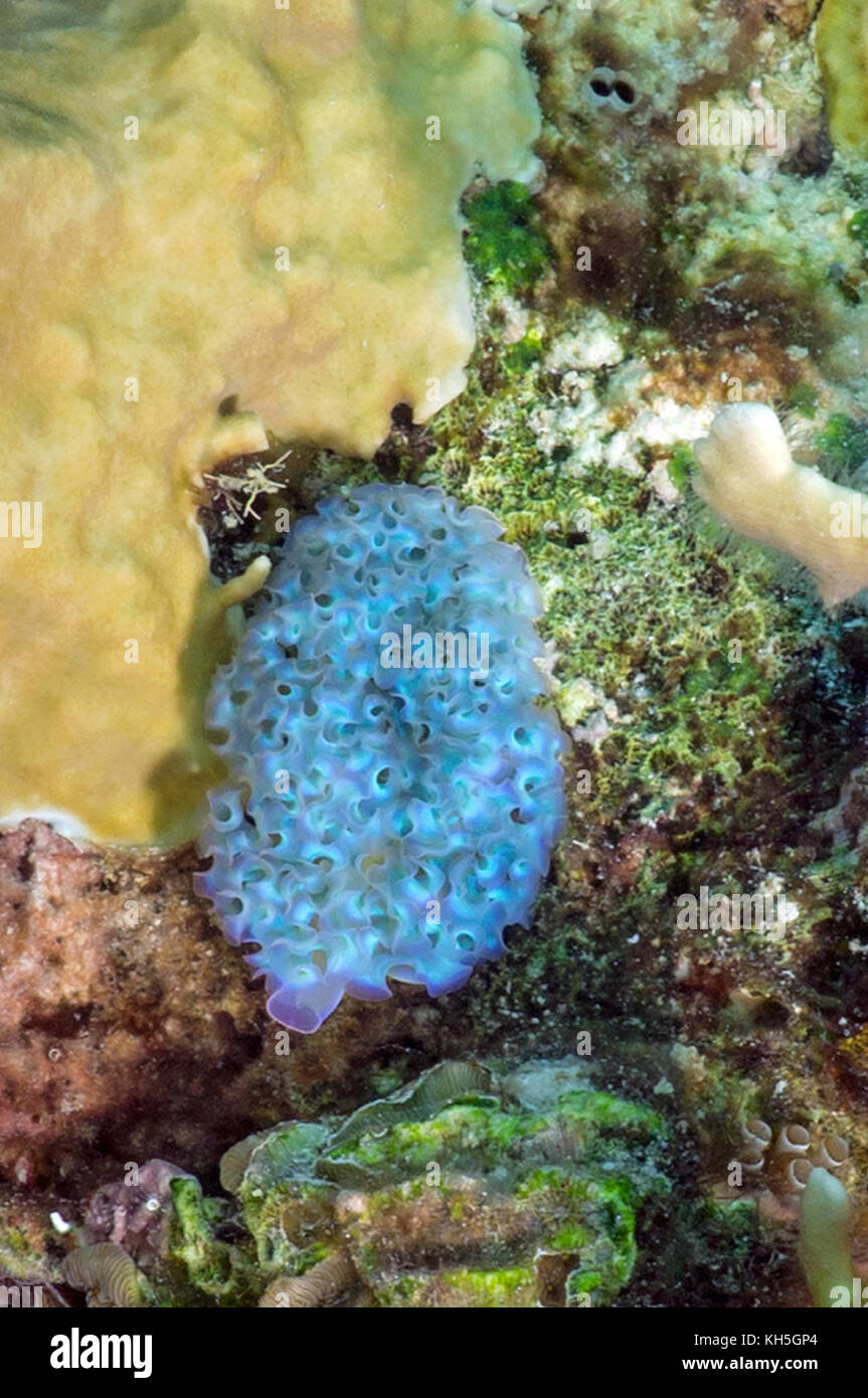 Cabbage sea slug hi-res stock photography and images - Alamy