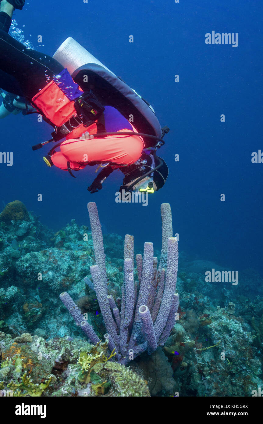 Blue tube sponge hi-res stock photography and images - Alamy