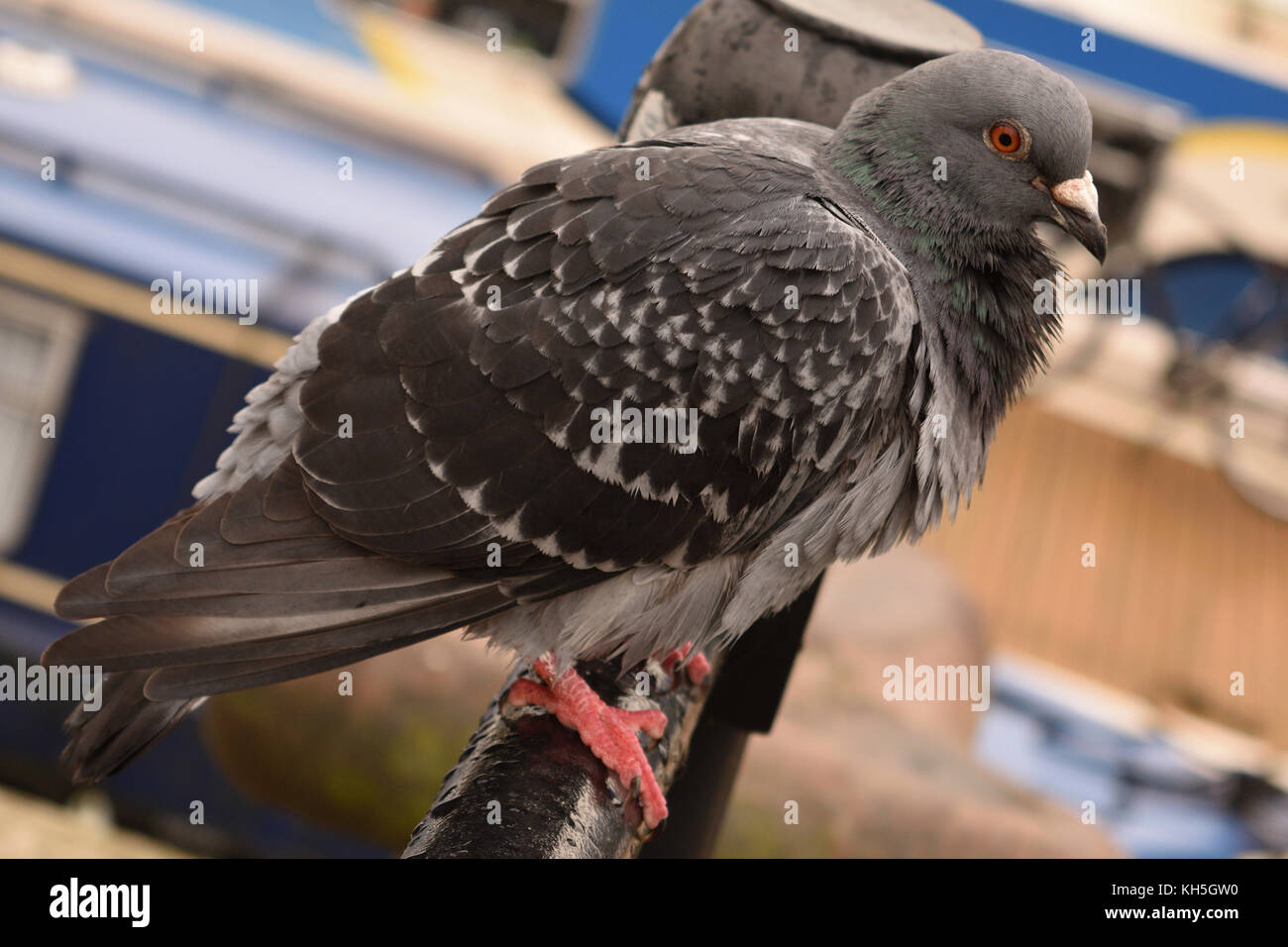Friendly pigeon hi-res stock photography and images - Alamy