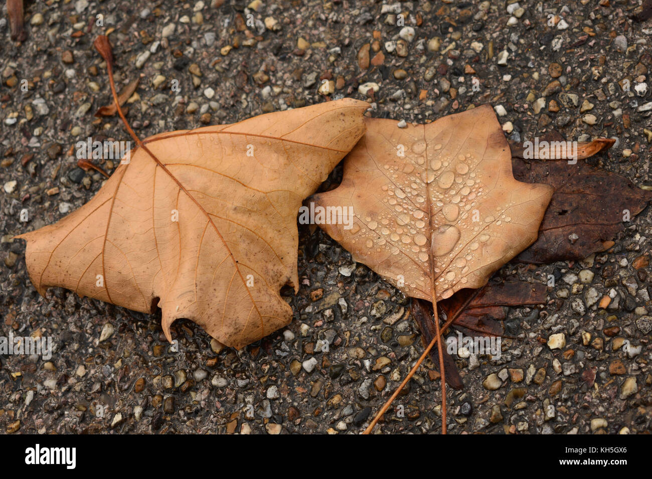 Zoomed In Leaf Stock Photos & Zoomed In Leaf Stock Images - Alamy
