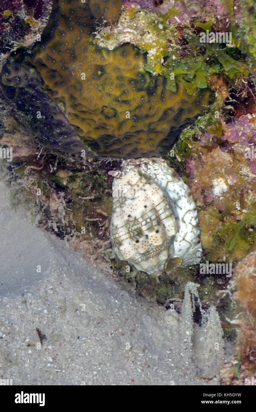 Shellfish in the ocean hi-res stock photography and images - Alamy