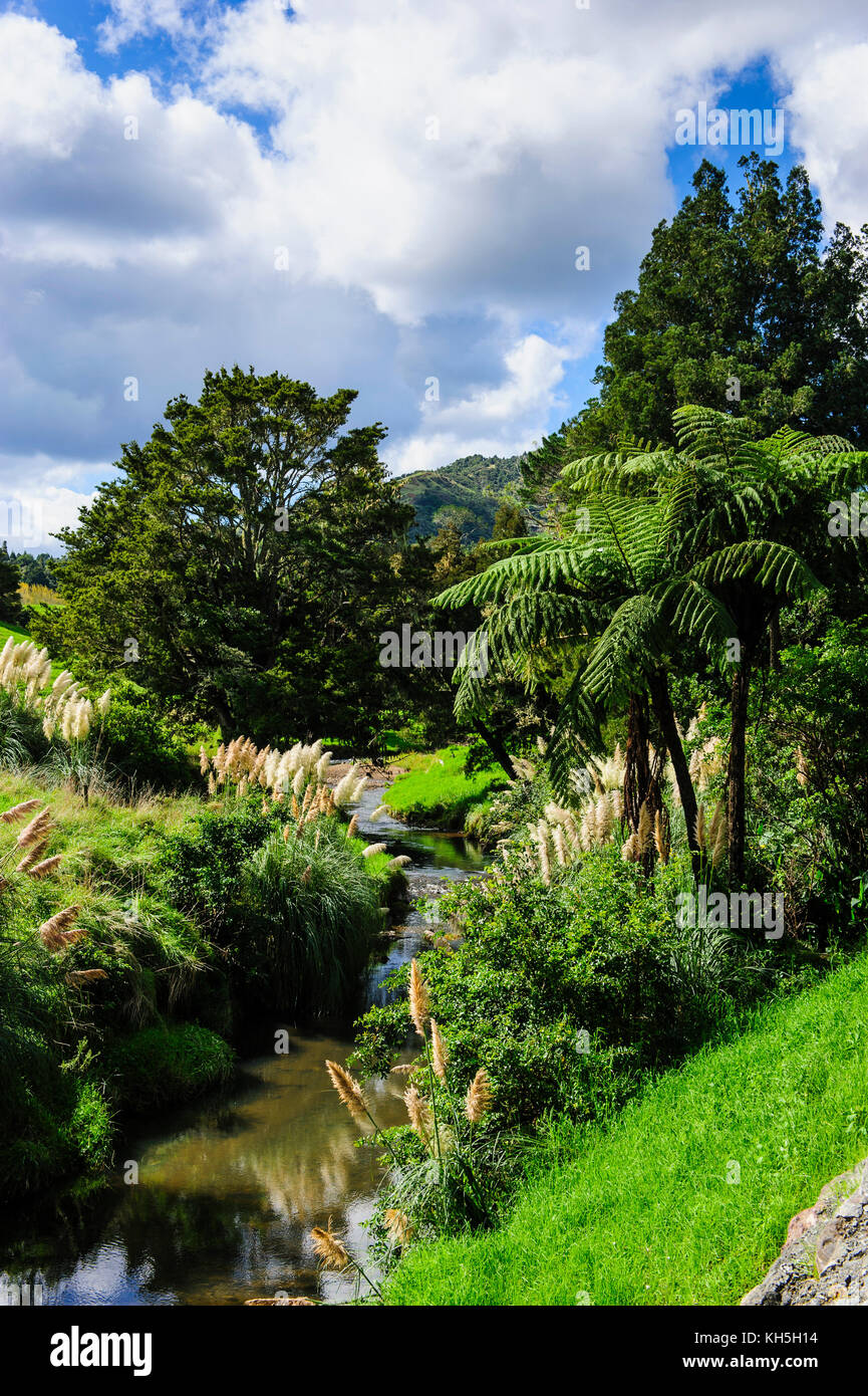 Pretty creek with lots of vegetation, Westcoast Northland, North Island ...