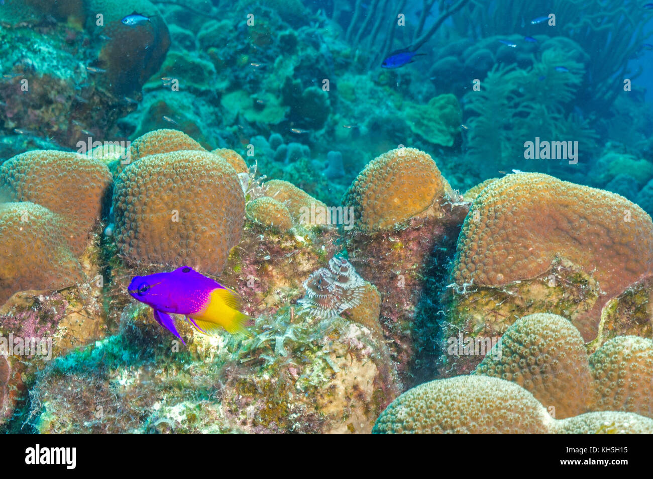 Fairy basslet hi-res stock photography and images - Alamy