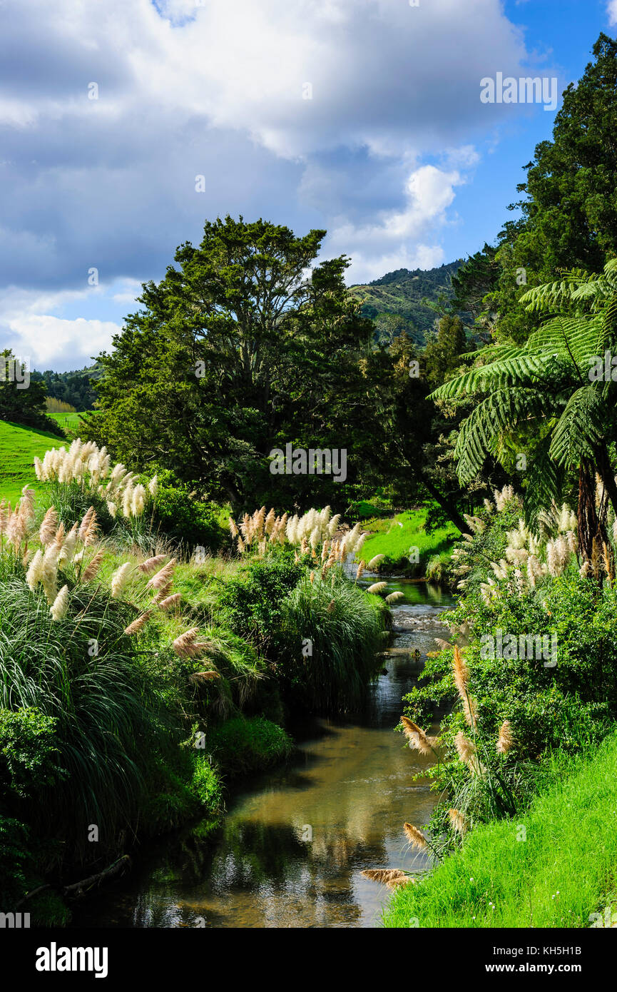 Pretty creek with lots of vegetation, Westcoast Northland, North Island ...