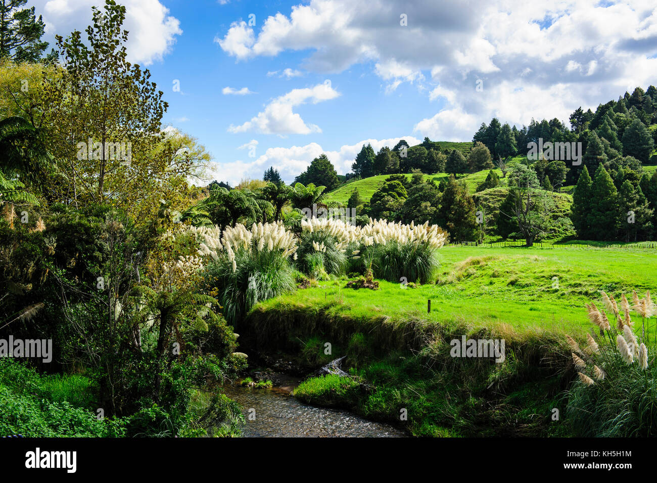 Pretty creek with lots of vegetation, Westcoast Northland, North Island ...