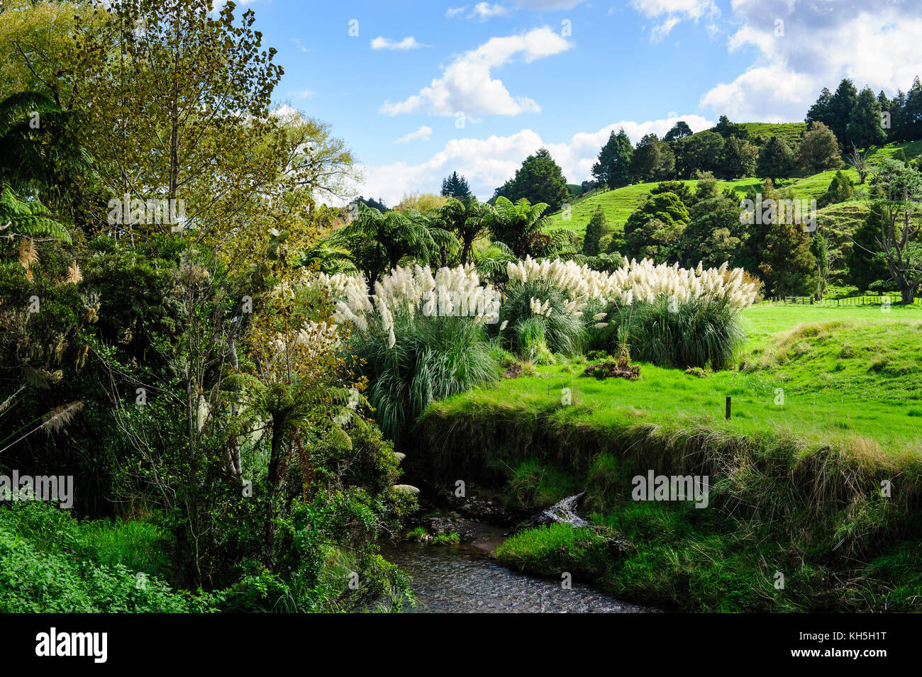Pretty creek with lots of vegetation, Westcoast Northland, North Island ...