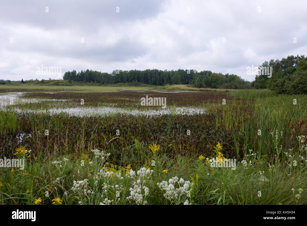 Turtle - Flambeau Scenic Waters Area Stock Photo - Alamy