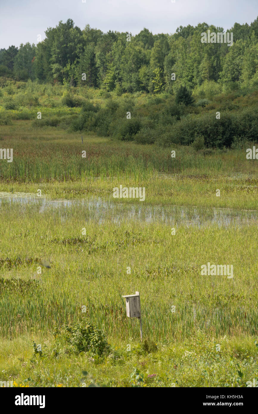 Turtle - Flambeau Scenic Waters Area Stock Photo - Alamy