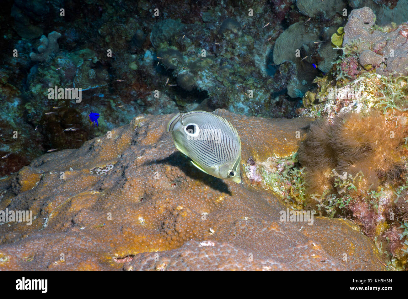 Butterflyfish caribbean hi-res stock photography and images - Alamy