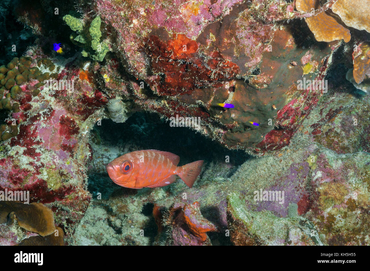 Glasseye fish hi-res stock photography and images - Alamy