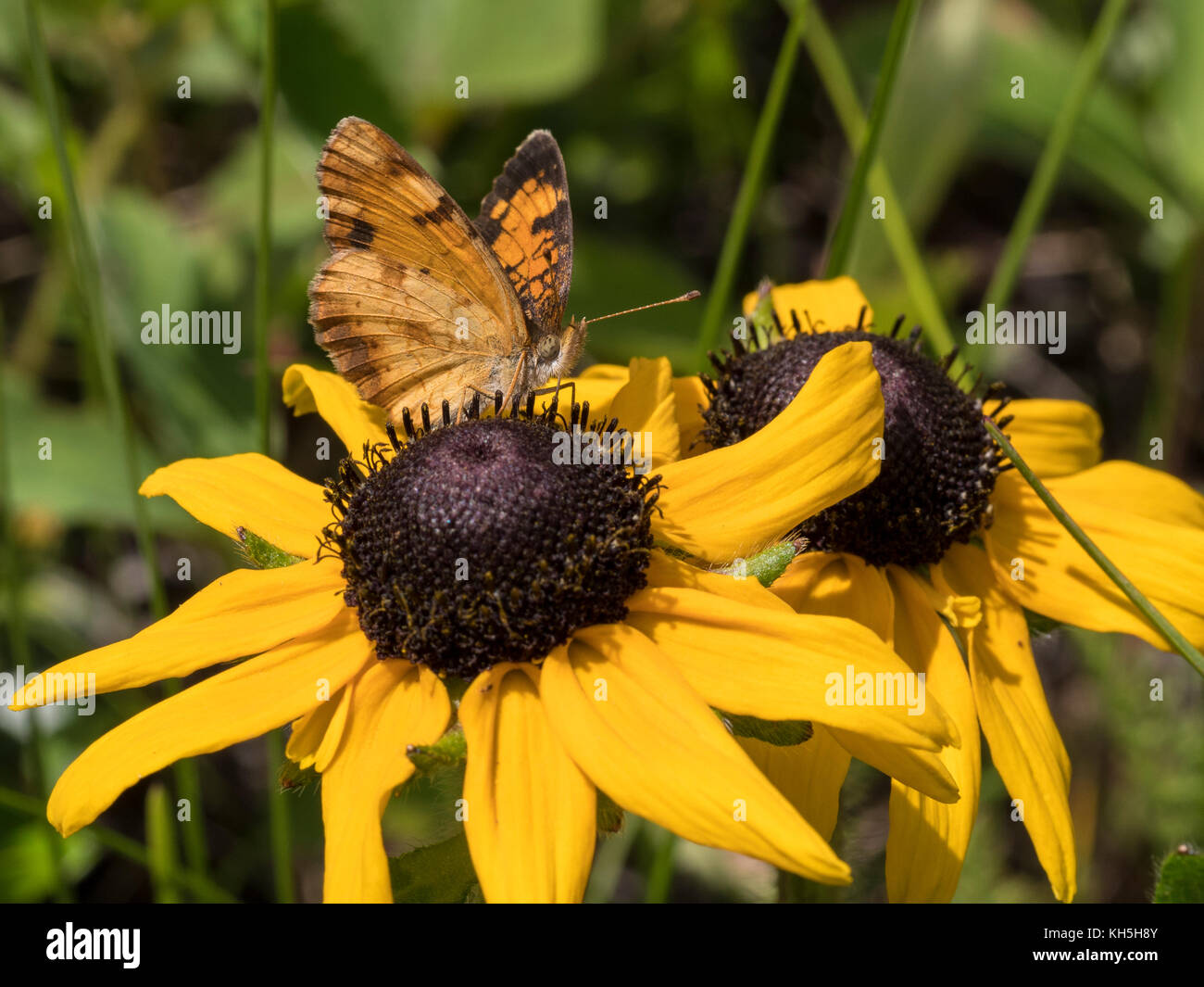 Northern crescent butterfly on a black-eyed susan wildflower, Riding ...