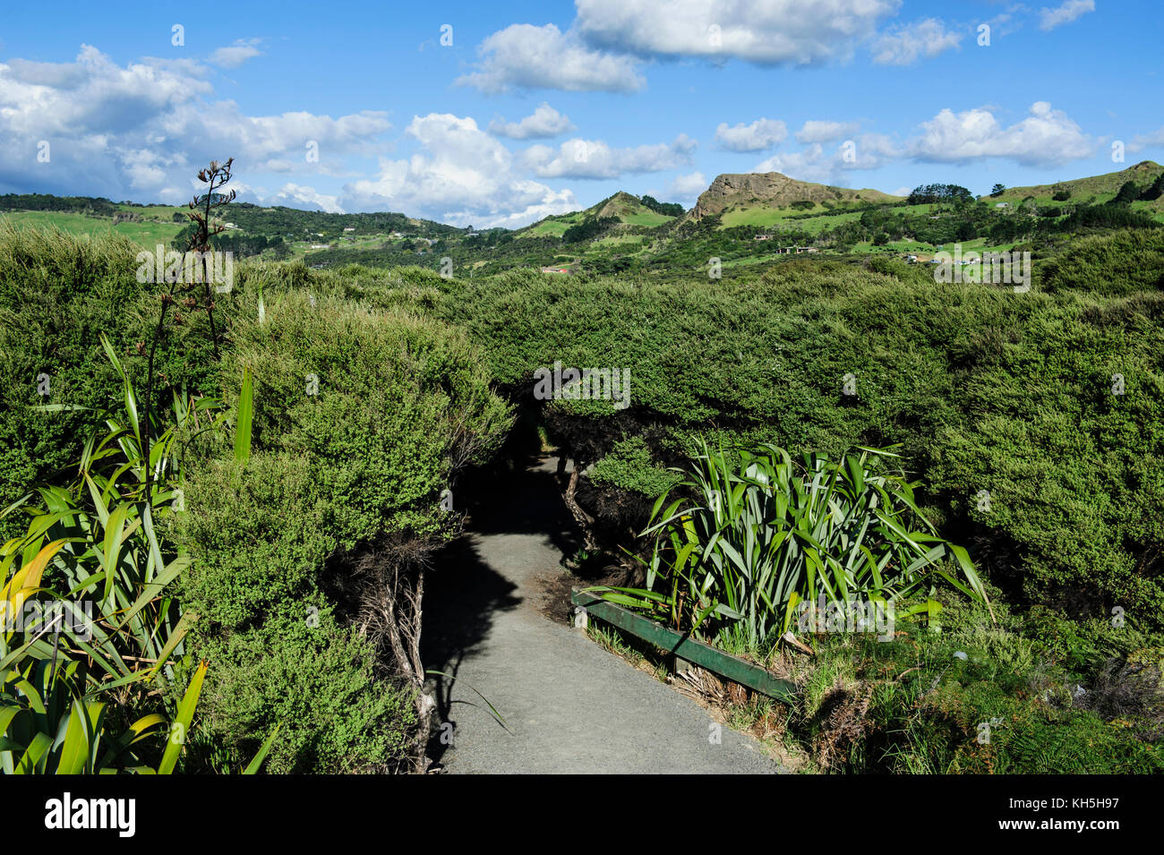 Trees forming a hedge, Arai-Te-Uru Recreation Reserve, Hokianga harbour ...