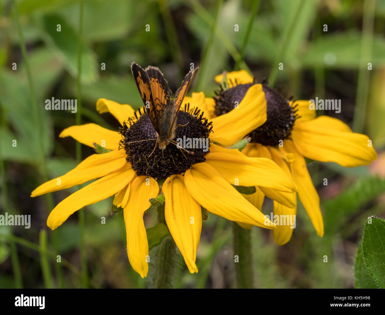 Northern crescent butterfly on a black-eyed susan wildflower, Riding ...