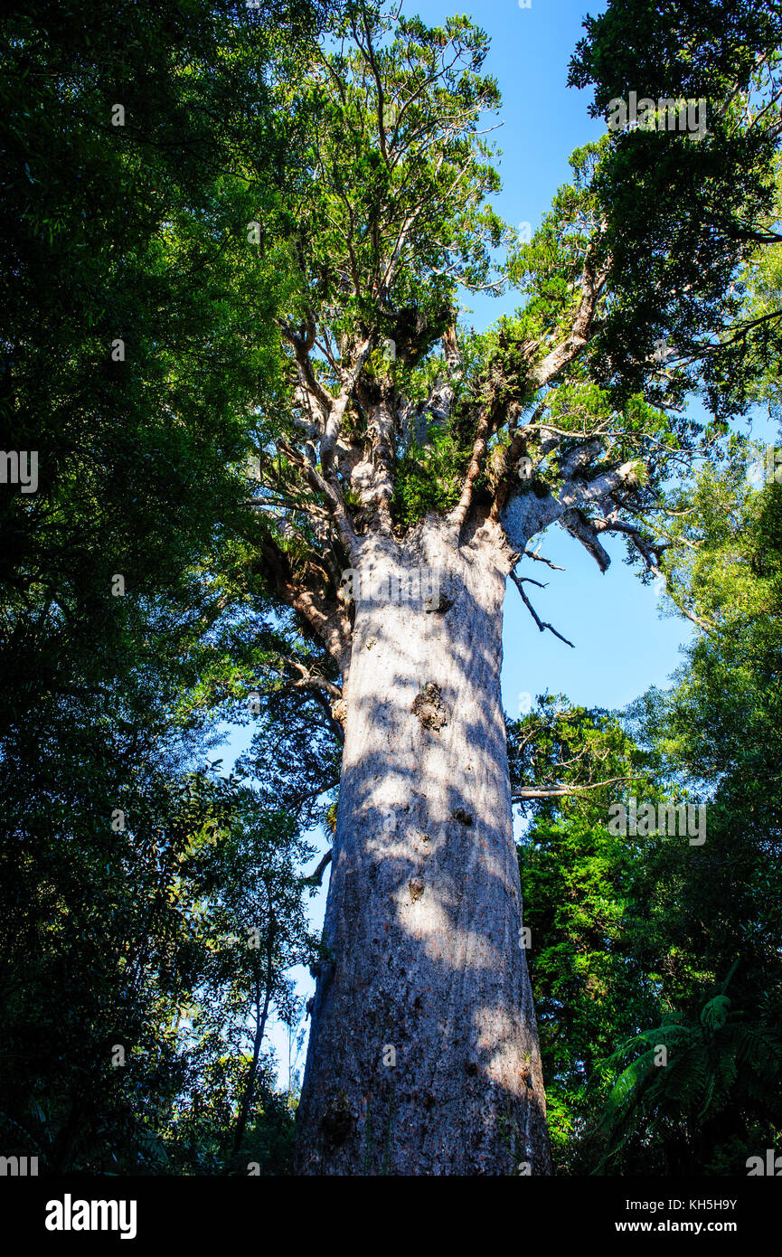 Te Matua Ngahere a giant kauri tree, Waipoua Kauri forest sanctuary ...