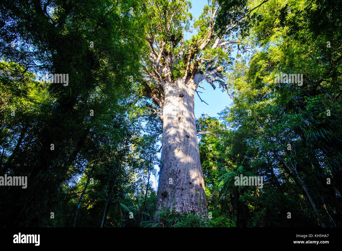Te Matua Ngahere a giant kauri tree, Waipoua Kauri forest sanctuary ...