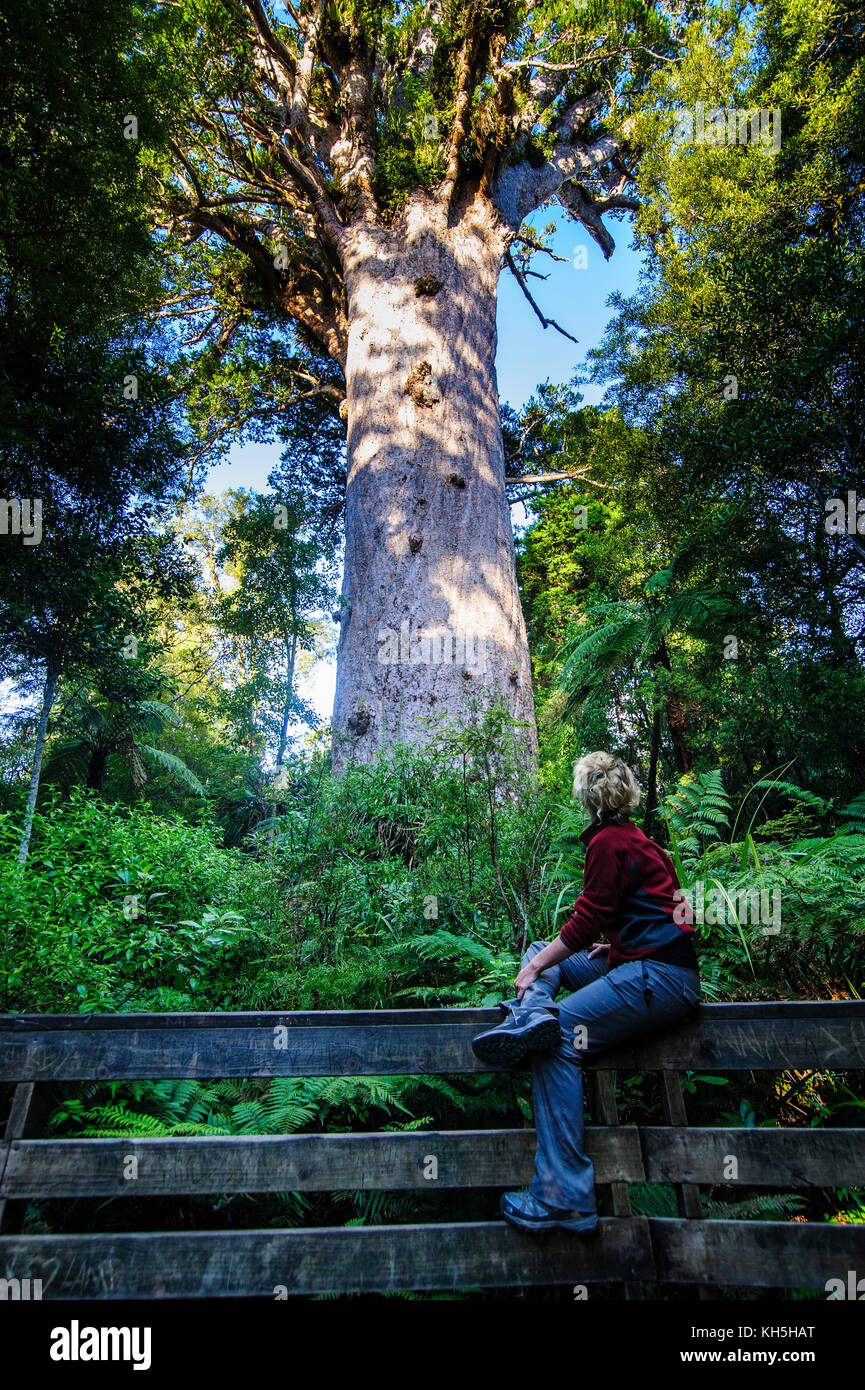 Woman looking at the giant Te Matua Ngahere a giant kauri tree, Waipoua ...