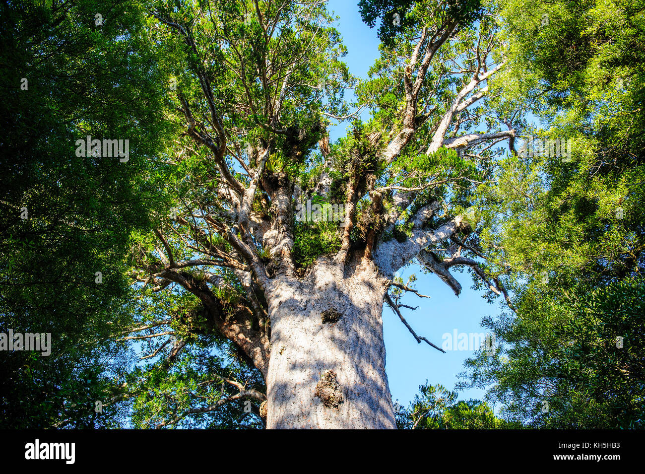 Te Matua Ngahere a giant kauri tree, Waipoua Kauri forest sanctuary ...