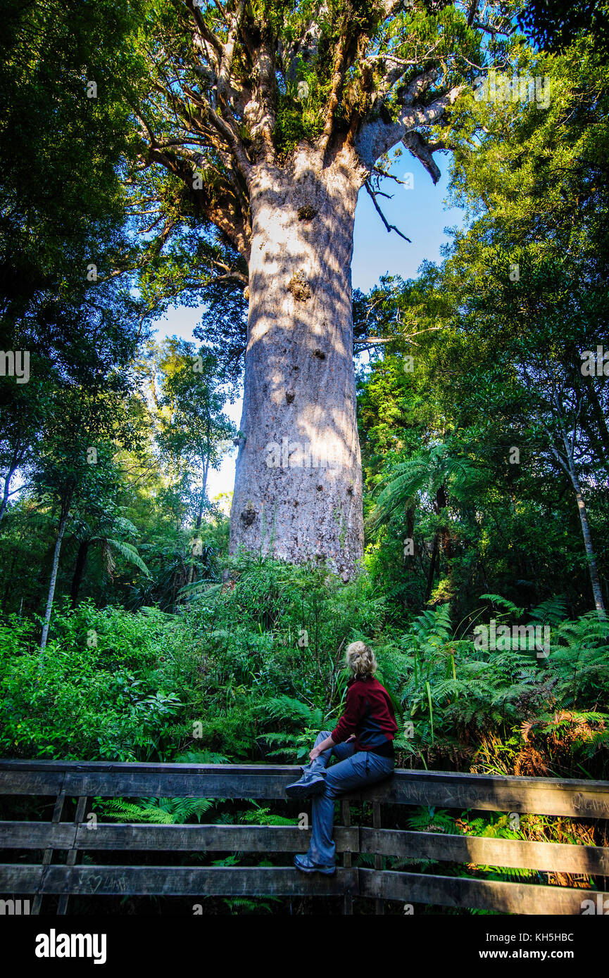 Woman looking at the giant Te Matua Ngahere a giant kauri tree, Waipoua ...