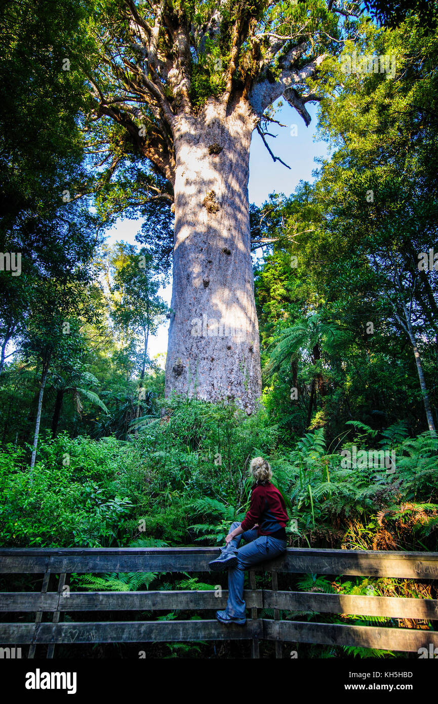 Woman looking at the giant Te Matua Ngahere a giant kauri tree, Waipoua ...