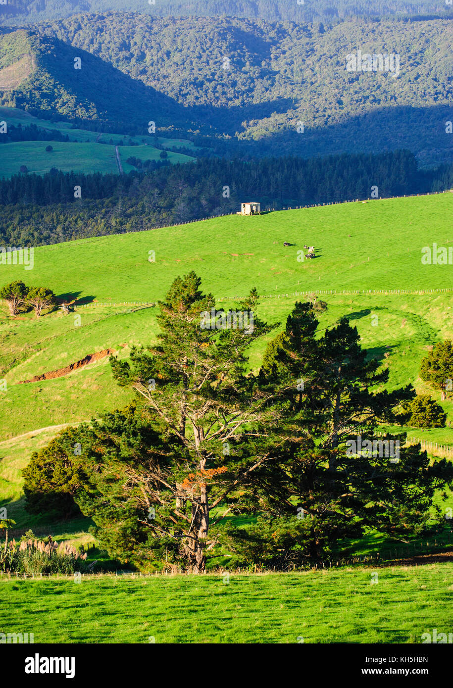 Beautiful scenery in the hinterland of Northland, North Island, New ...
