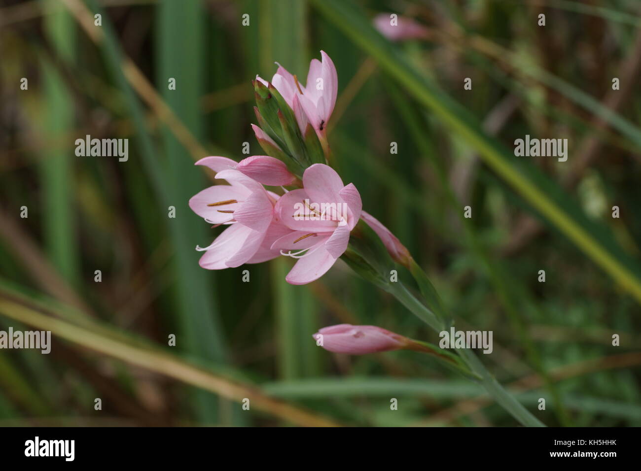 Schizostylis Coccinea High Resolution Stock Photography and Images - Alamy