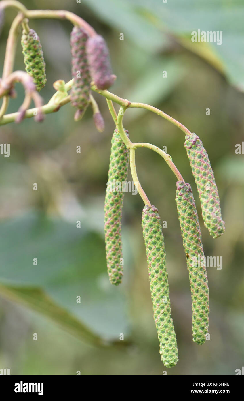 Male flowers, catkins, of alder (Alnus glutinosa) in autumn. Male and ...