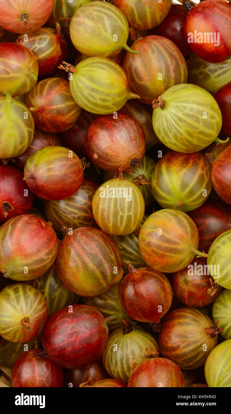 Top view of the green and red gooseberry fruit. Background Stock Photo ...