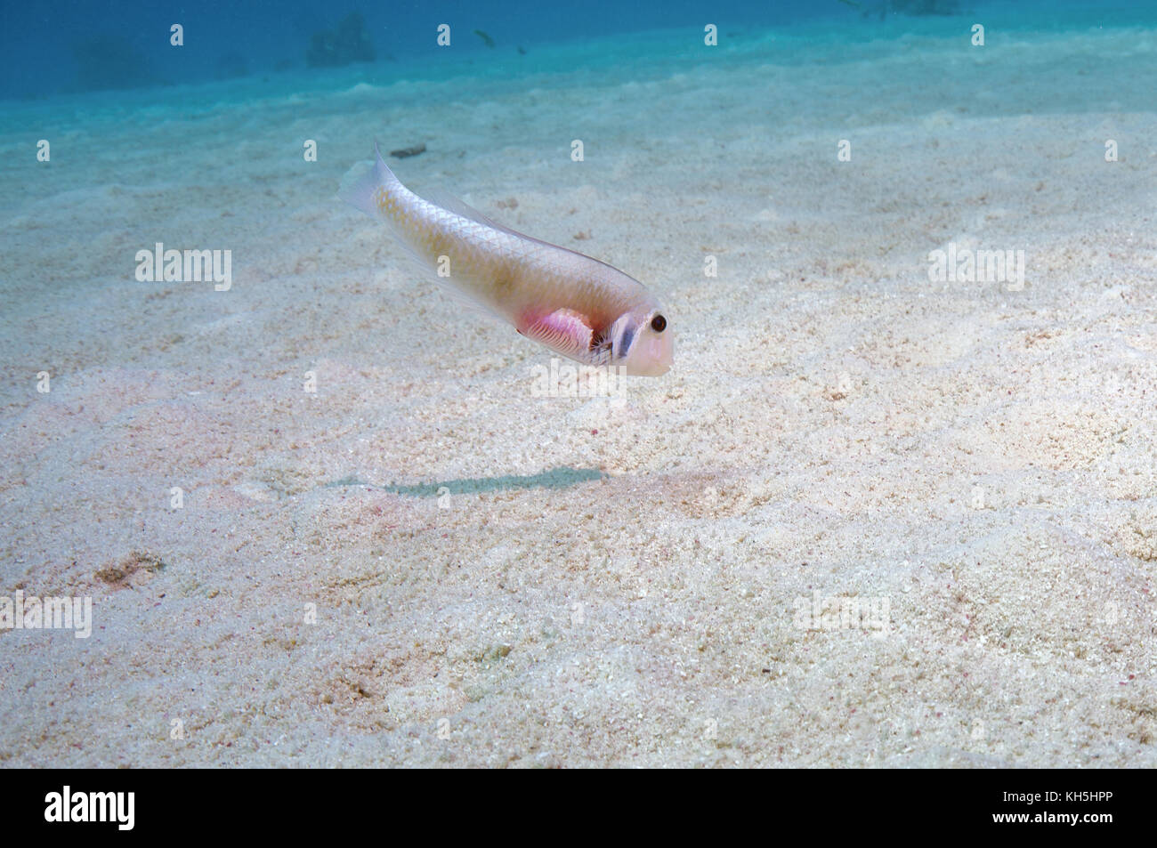 Razorfish hi-res stock photography and images - Alamy