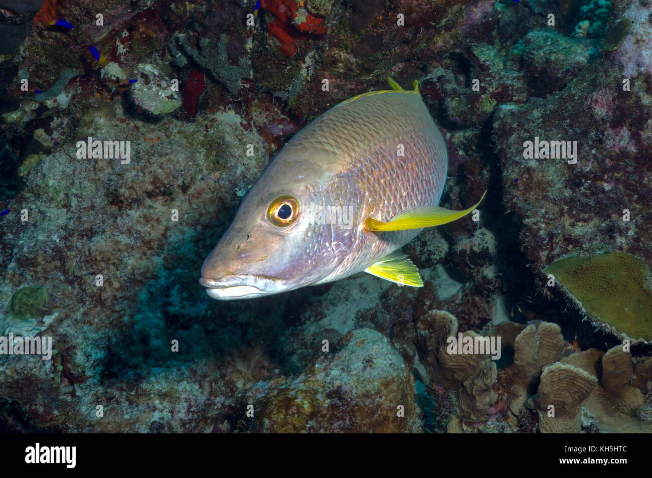 Schoolmaster Snapper