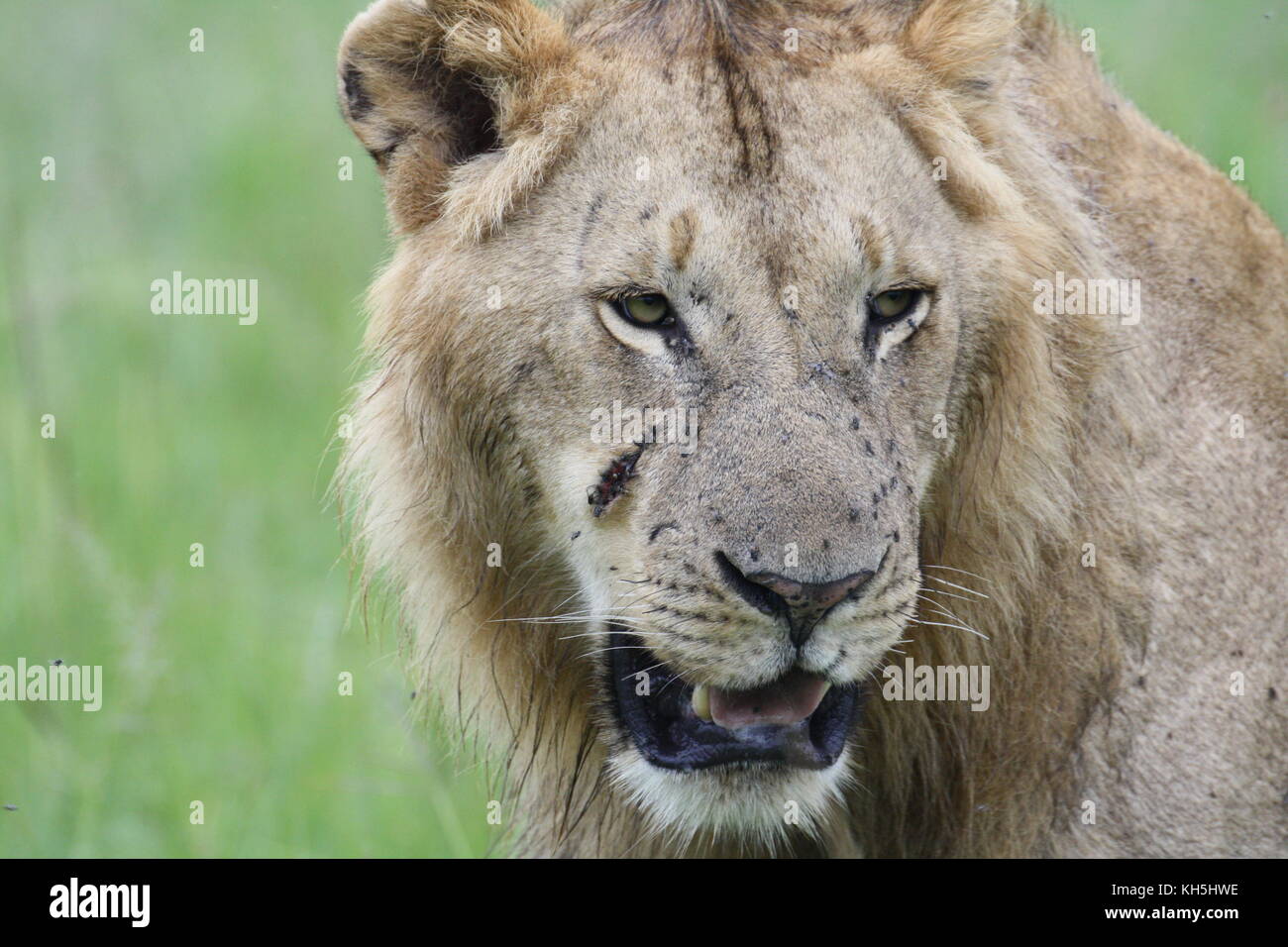 Wounded Lion High Resolution Stock Photography and Images - Alamy