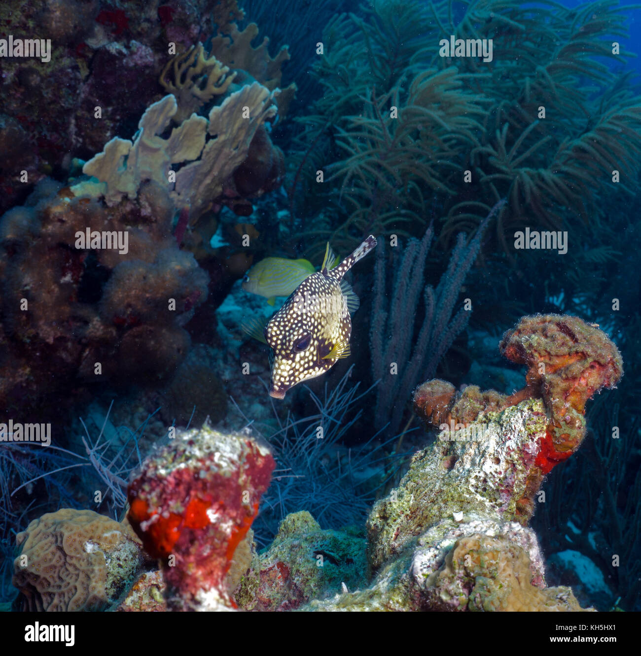 Smooth trunkfish hi-res stock photography and images - Alamy