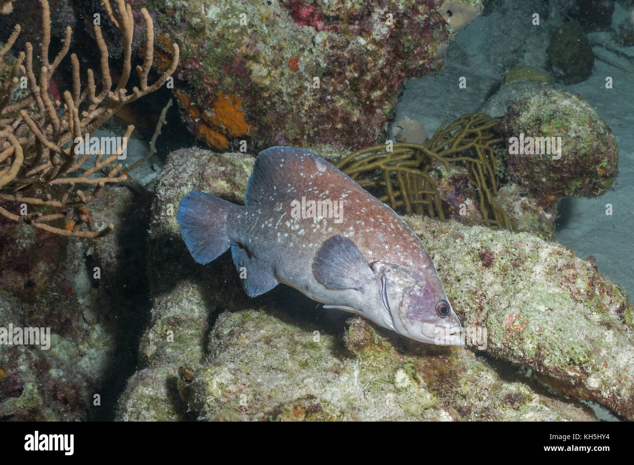 Soapfish hi-res stock photography and images - Alamy