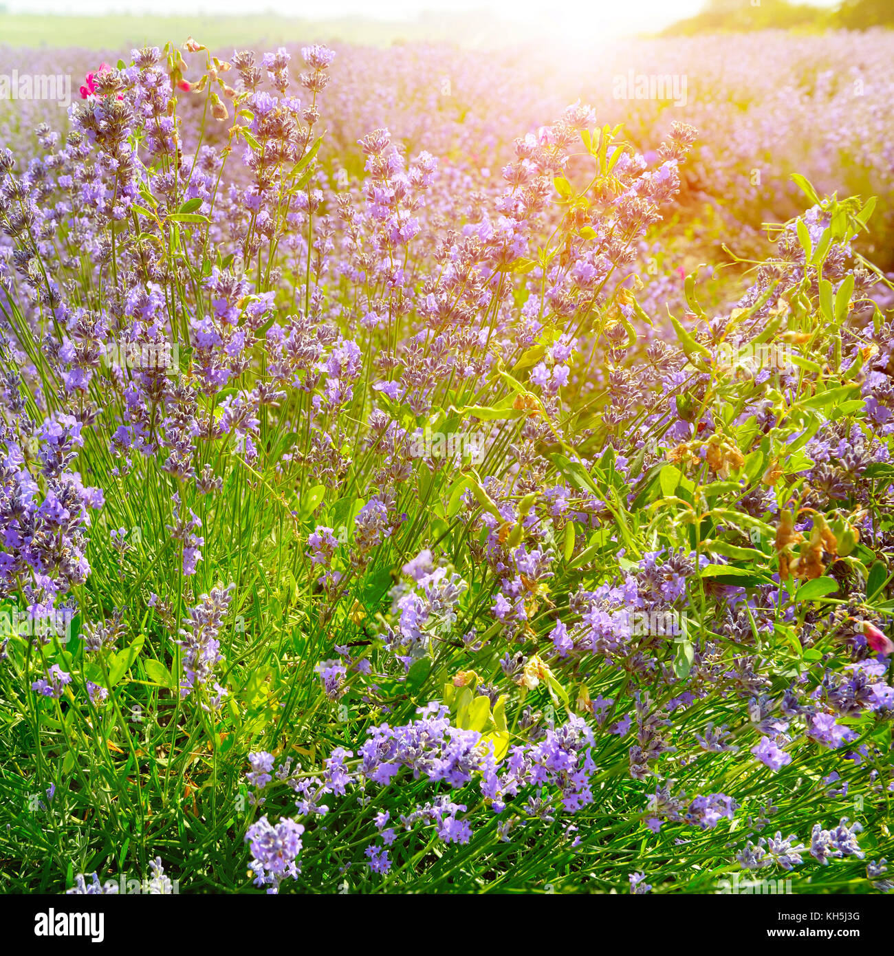 Flowering bush of lavender in the morning sun Stock Photo - Alamy