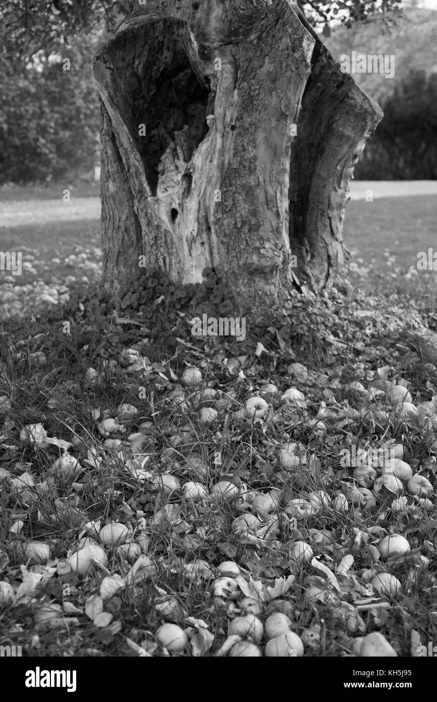 Unwanted apple tree hi-res stock photography and images - Alamy