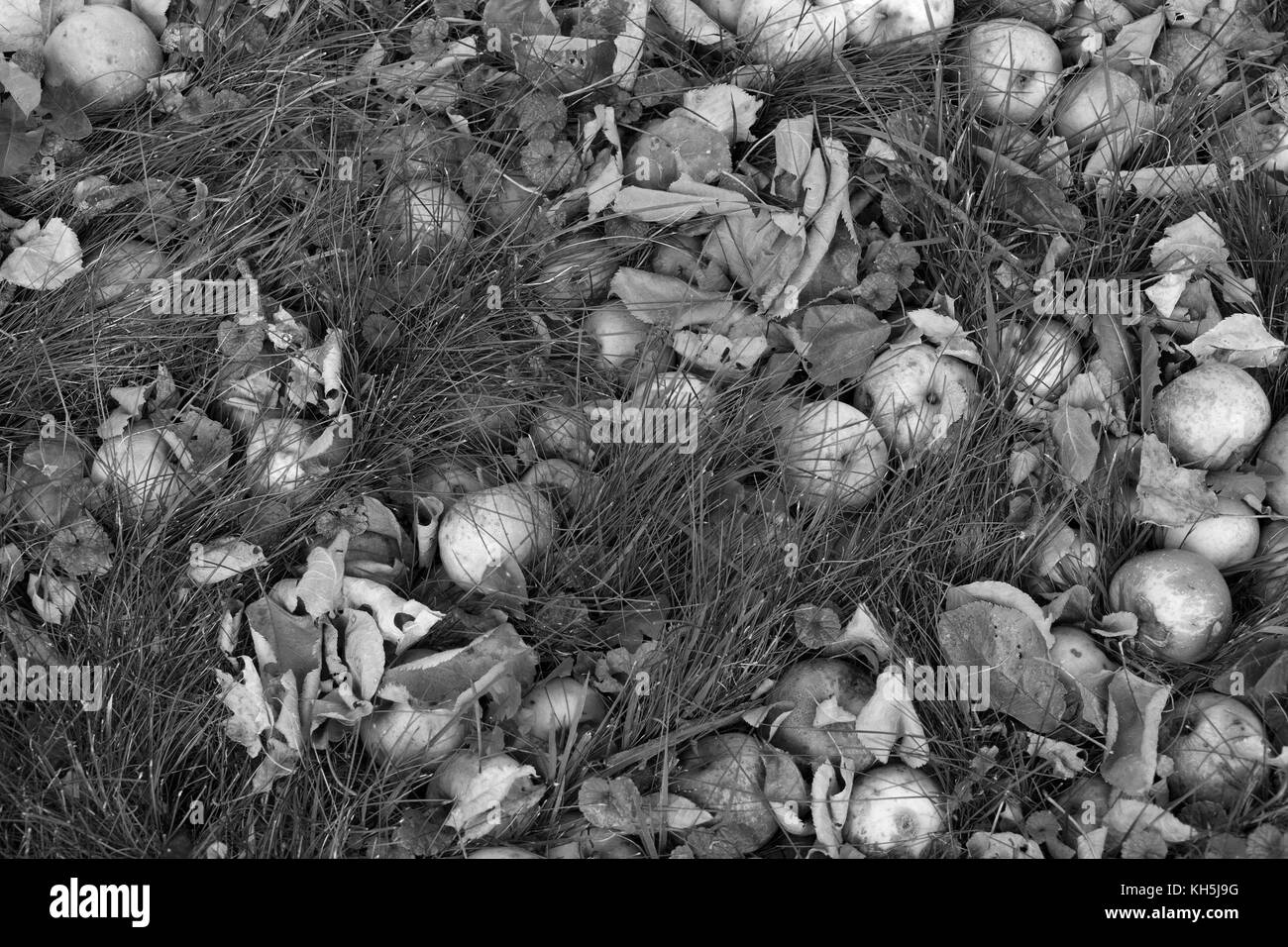Fallen body Black and White Stock Photos & Images - Alamy