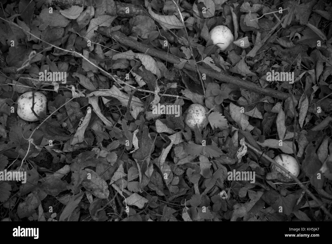 Fallen body Black and White Stock Photos & Images - Alamy
