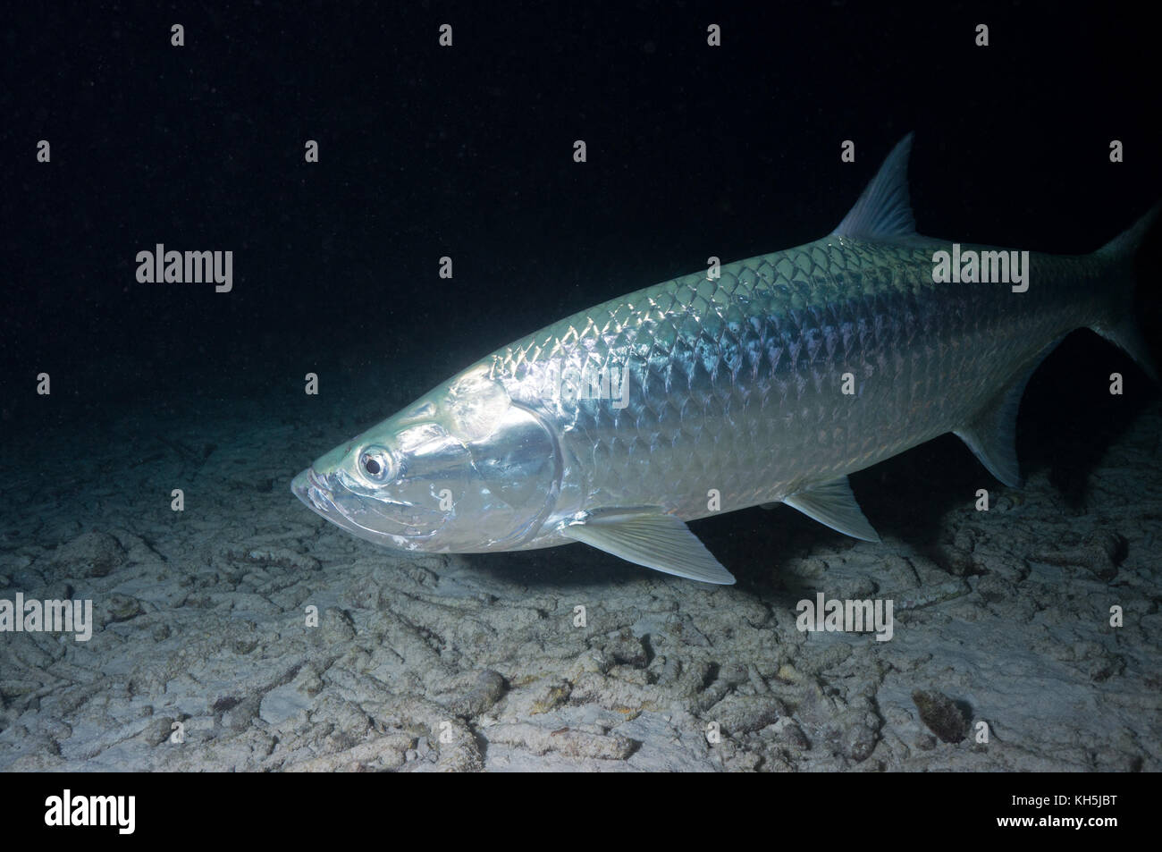 Tarpon at night Bonaire Stock Photo - Alamy