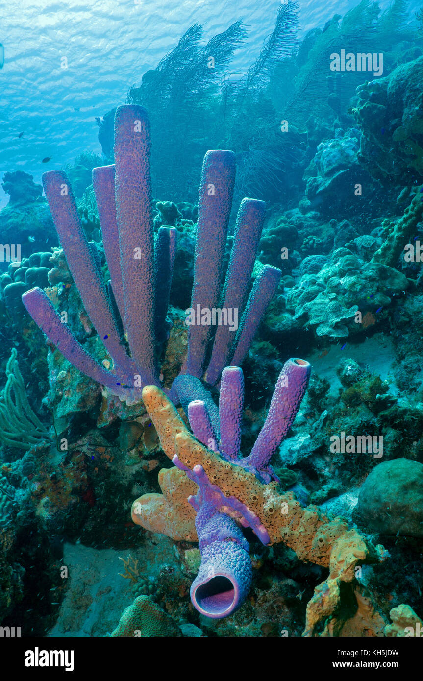 Photography tube sponge hi-res stock photography and images - Alamy