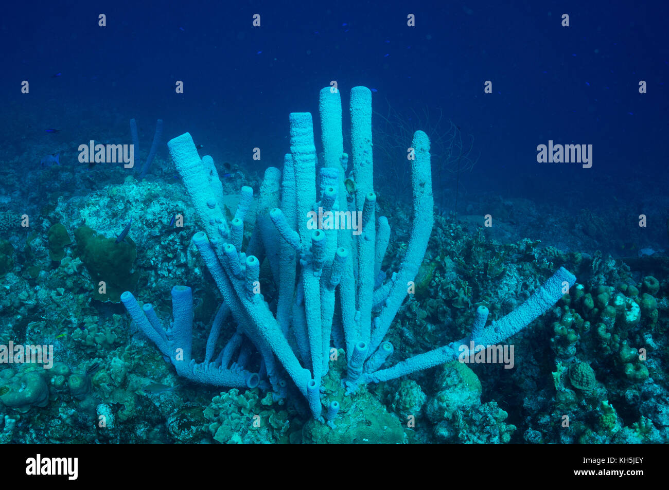 Tube coral bonaire hi-res stock photography and images - Alamy