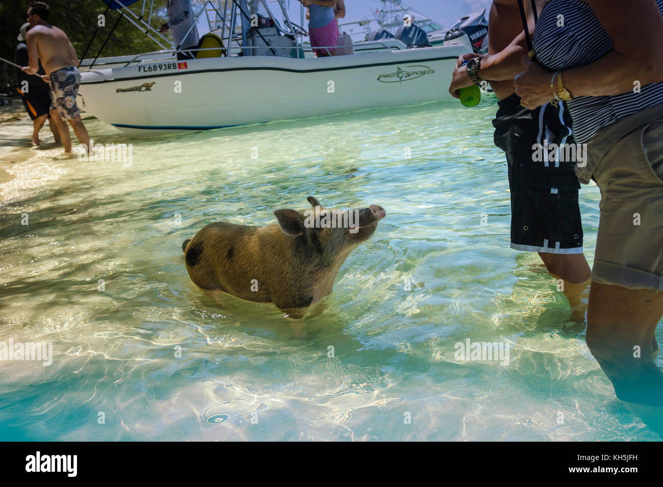 Famous Swimming Pigs of Abaco Stock Photo - Alamy
