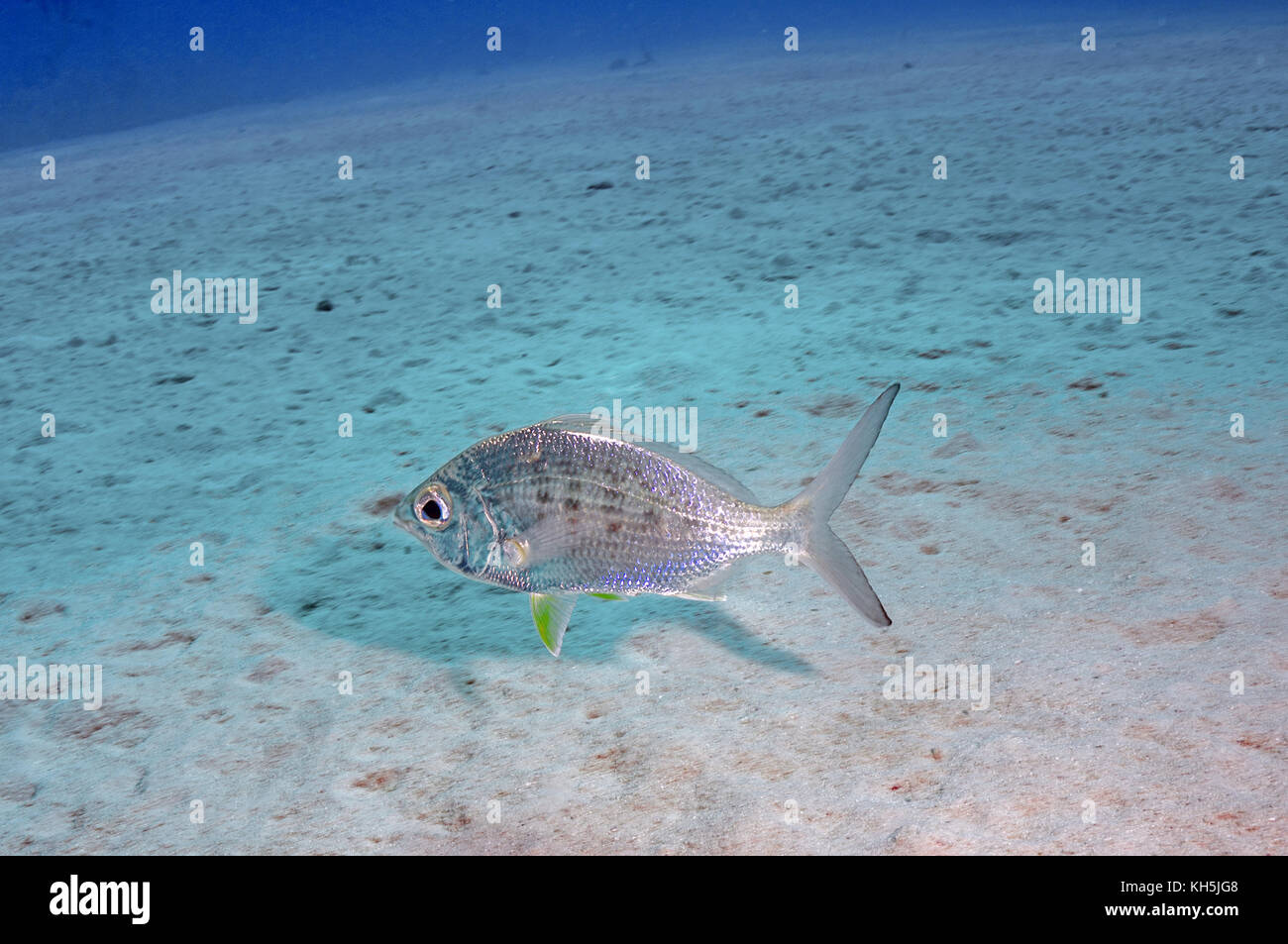 bonaire fish yellowfin mojarra Stock Photo - Alamy