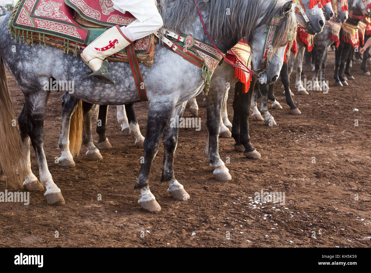 Fantasia is a traditional exhibition of horsemanship in the Maghreb ...
