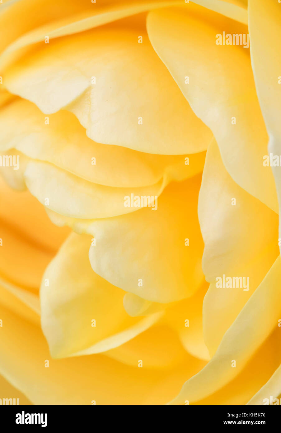 Beautiful yellow rose closeup Stock Photo - Alamy
