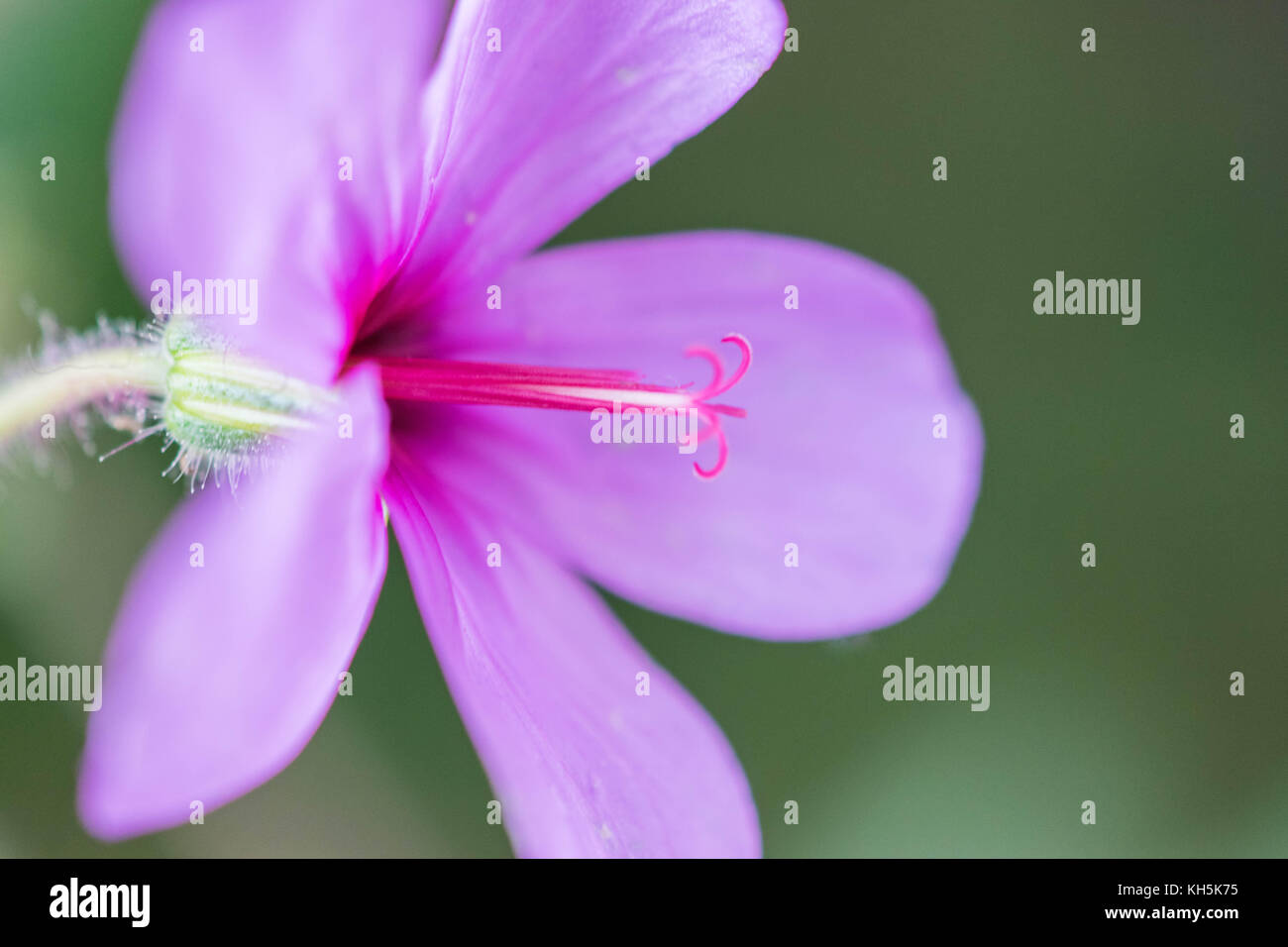 Extreme close up of a colourful flower stamen and stigma Stock Photo ...