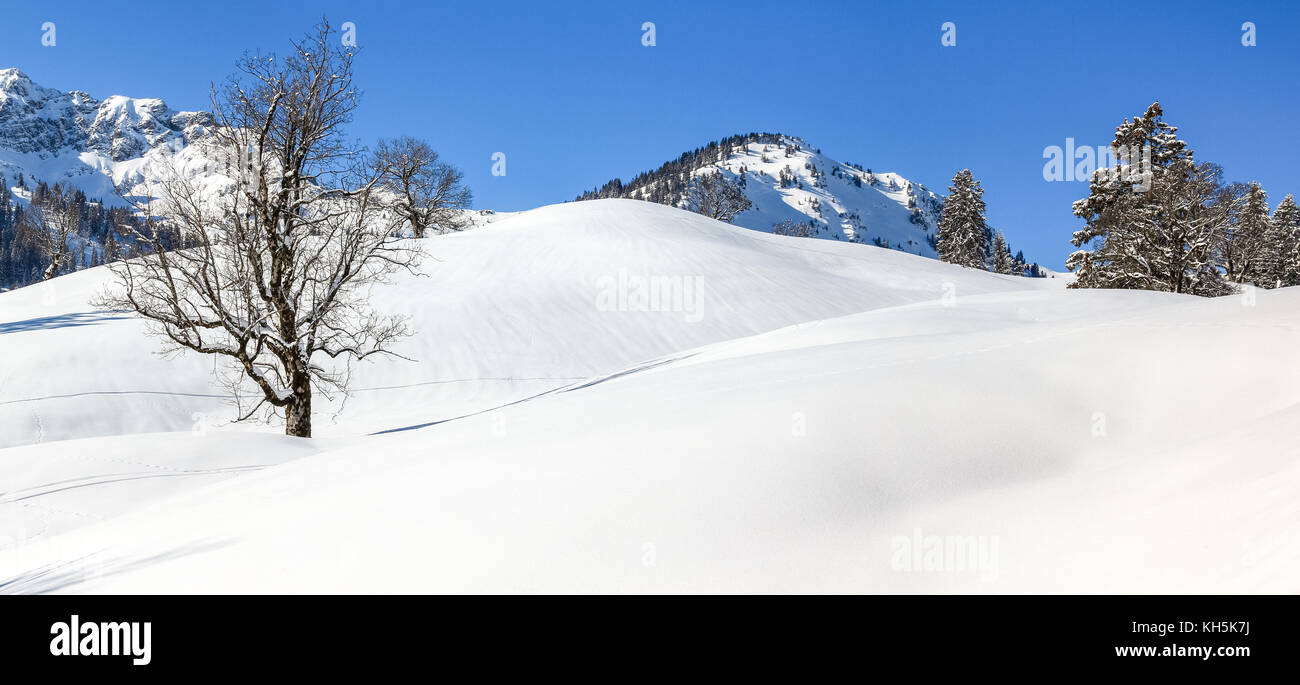 Solitary maple tree in deep snow. Mountains winter landscape on clear ...