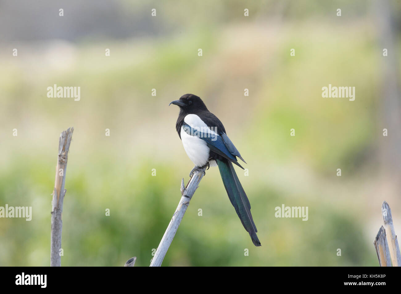 Eurasian magpie (Pica pica) perched Stock Photo - Alamy