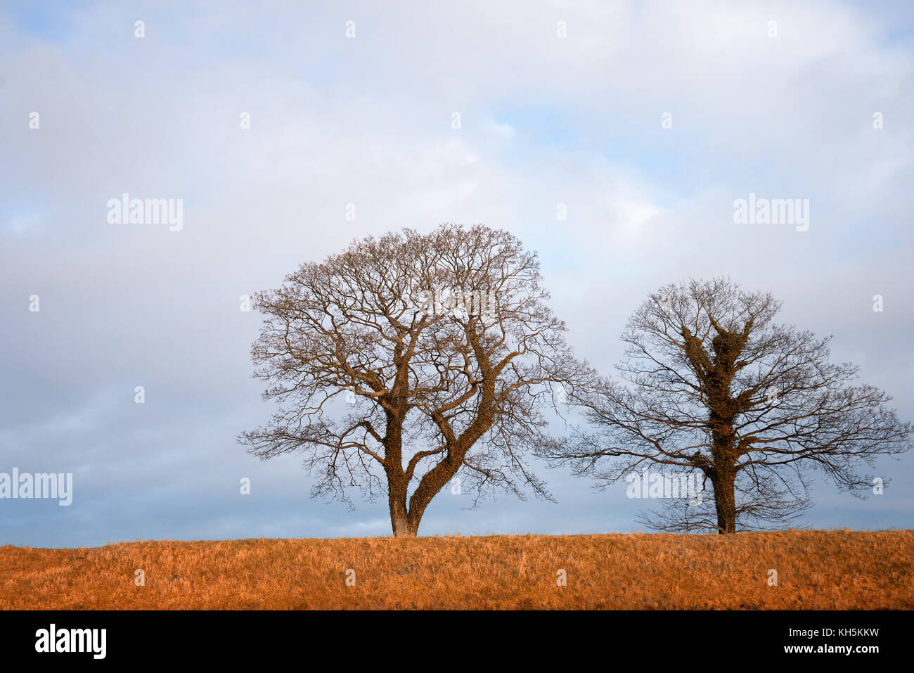 Tree trees horizon field hi-res stock photography and images - Alamy